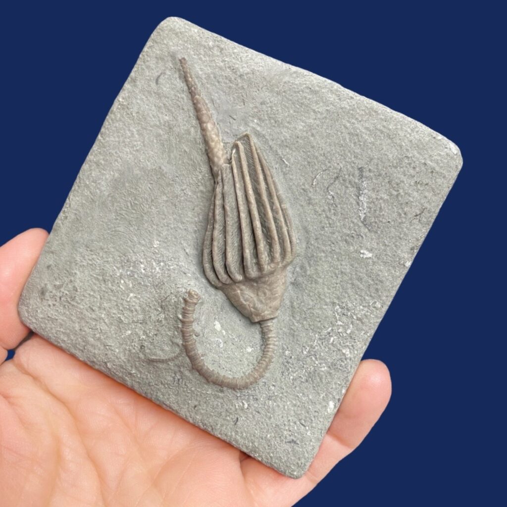 Geoclassics | Category: Indiana, USA