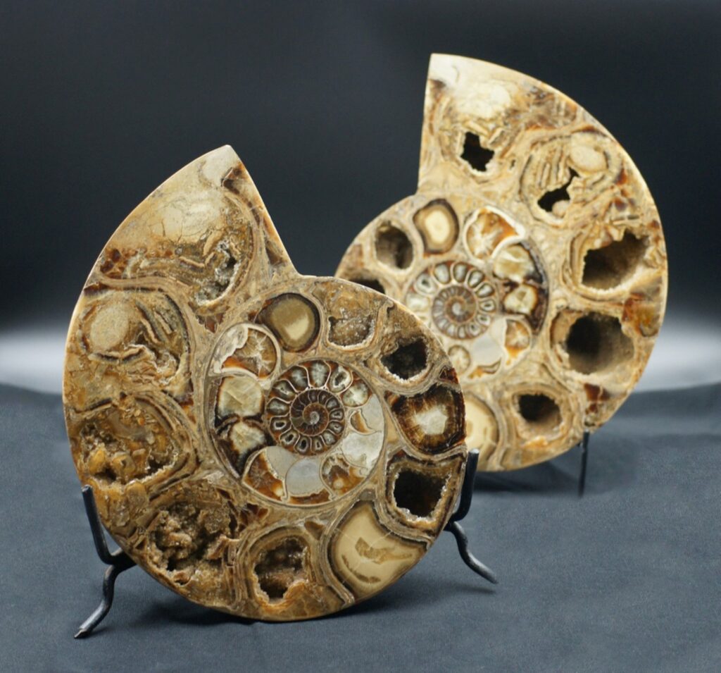 Geoclassics | Madagascar Ammonite Split Pair