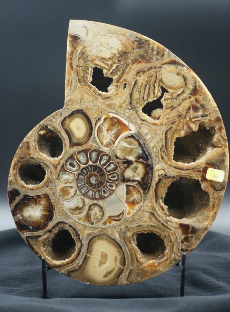 Geoclassics | Madagascar Ammonite Split Pair