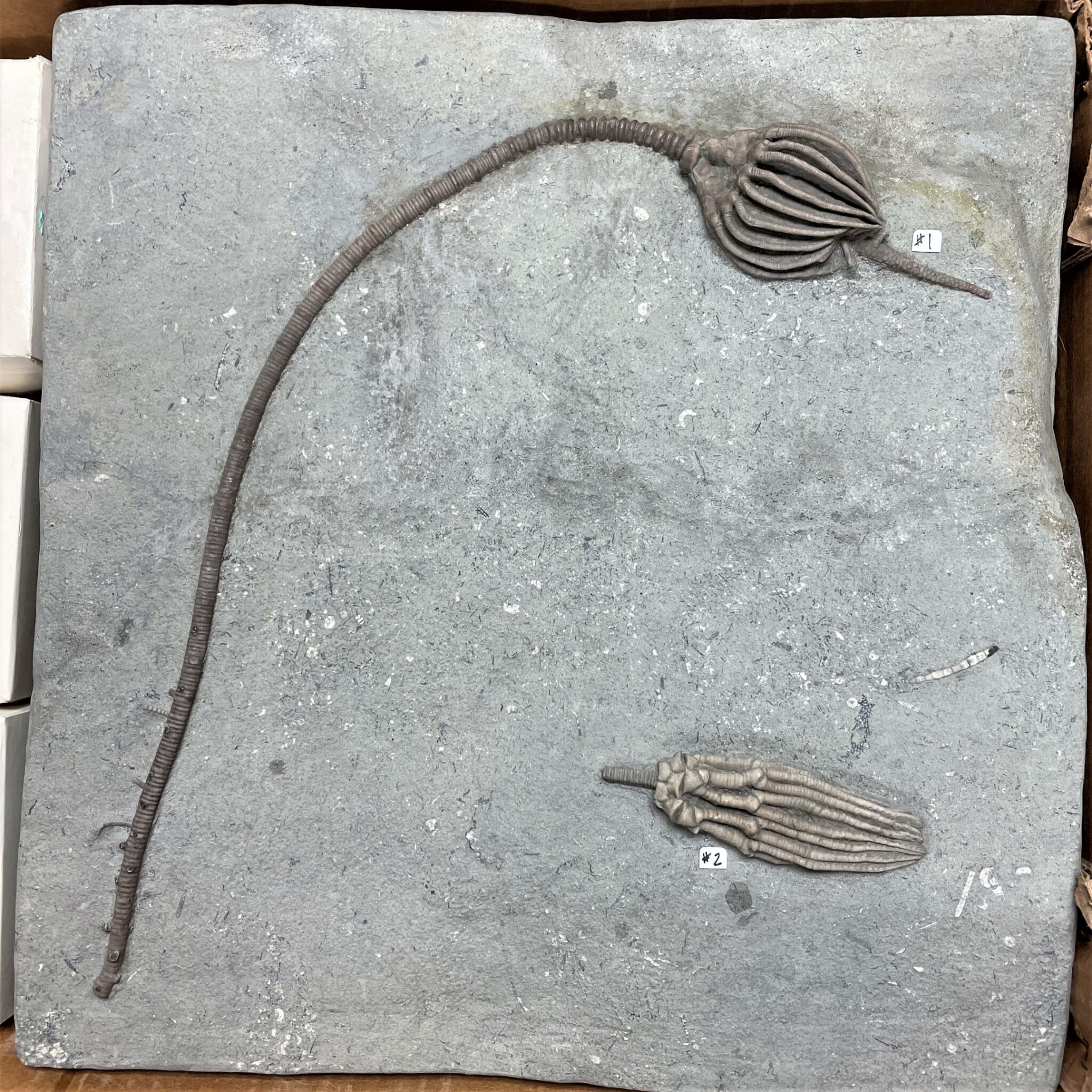 Geoclassics | Large Fossil Crinoid Plate~ Macrocrinus mundulus and ...
