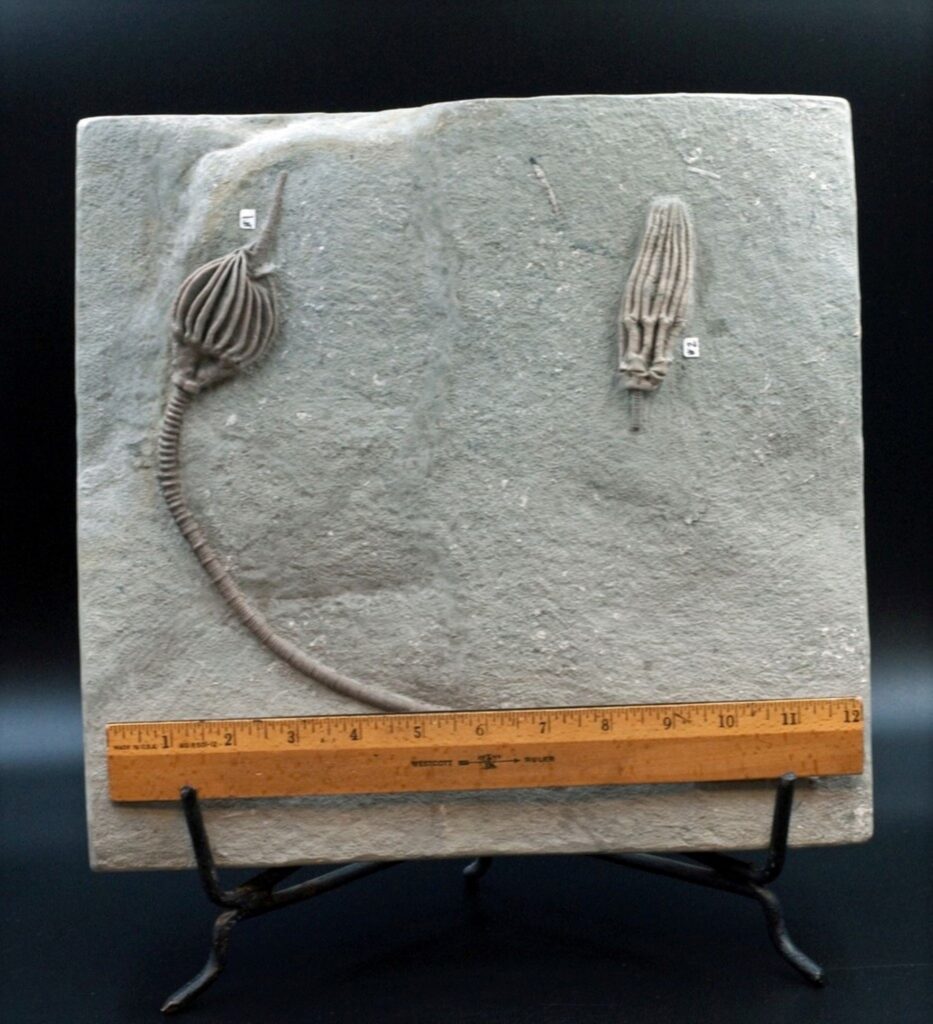 Geoclassics | Large Fossil Crinoid Plate~ Macrocrinus mundulus and ...