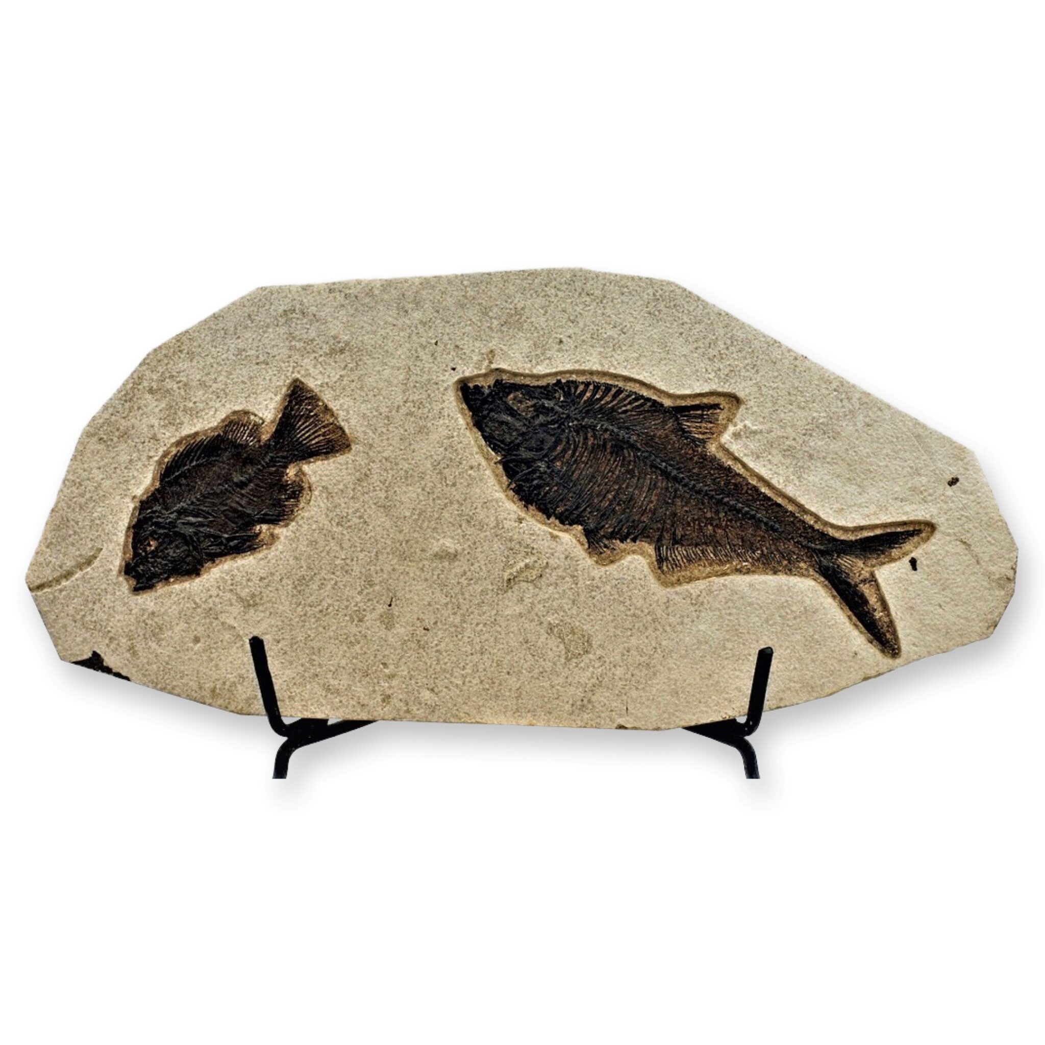 Geoclassics | Fossil Fish ~ Palaeobalistum