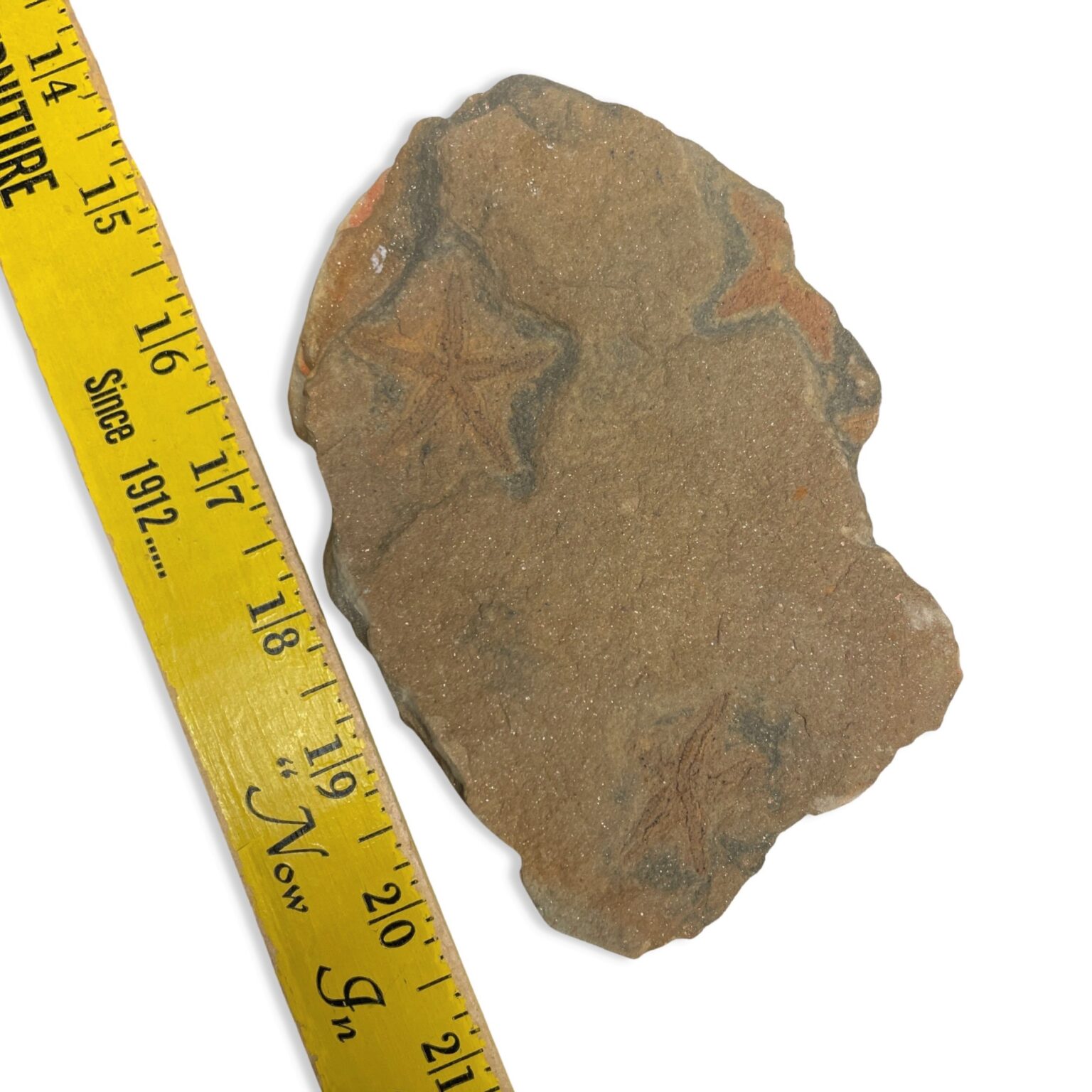 Geoclassics | Fossil Starfish Plate ~ Salteraster and Petraster ~ Australia