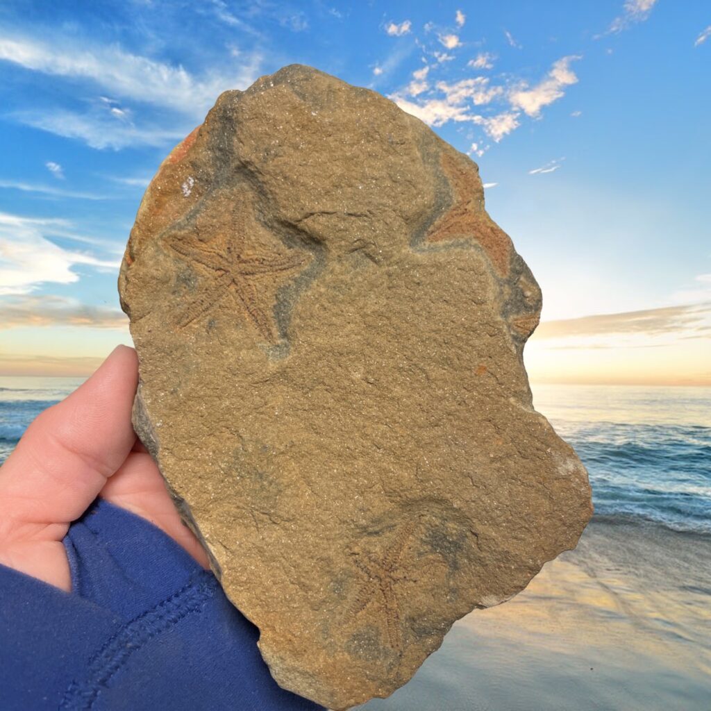 Geoclassics | Fossil Starfish Plate ~ Salteraster and Petraster ~ Australia