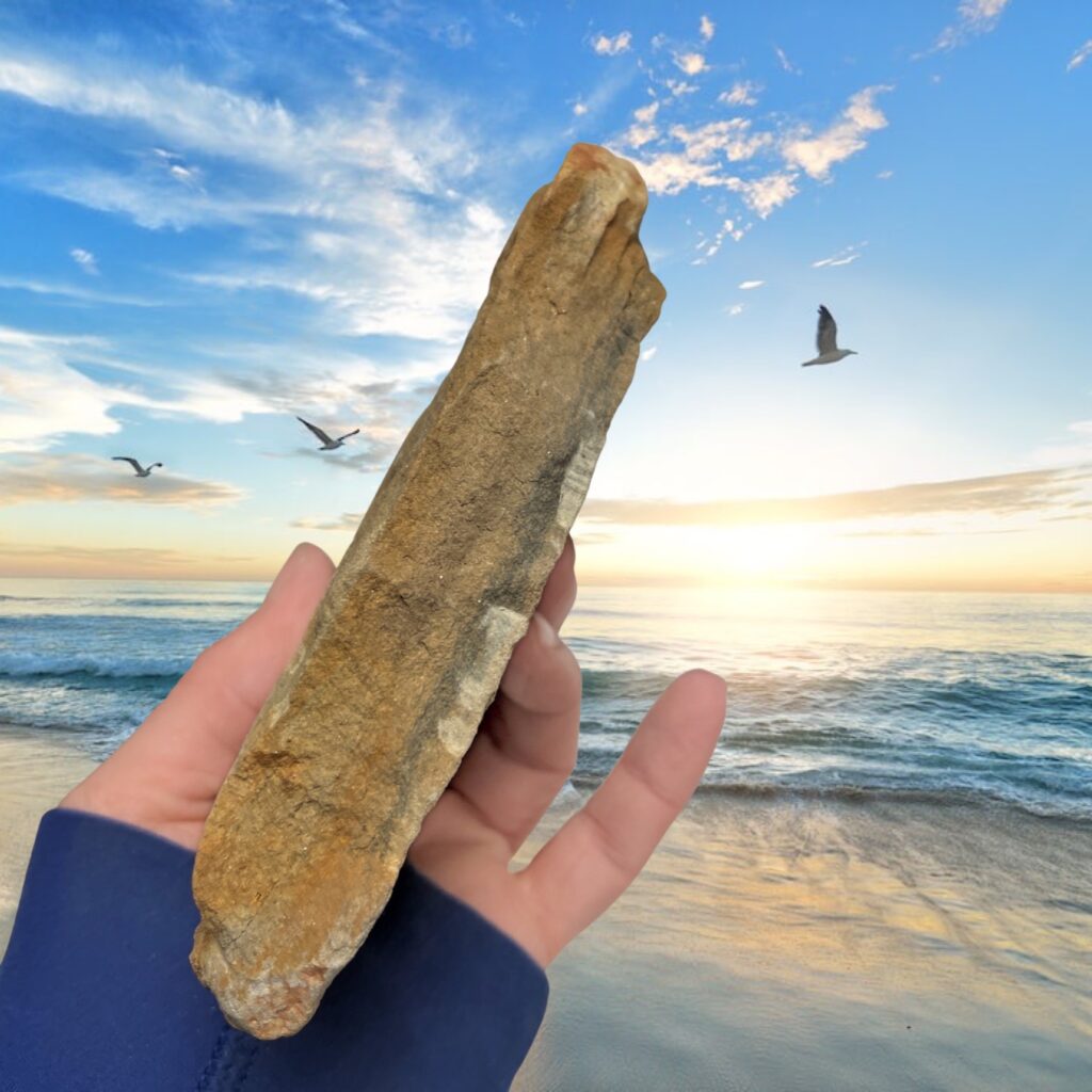 Geoclassics | Fossil Starfish Plate ~ Salteraster and Petraster ~ Australia