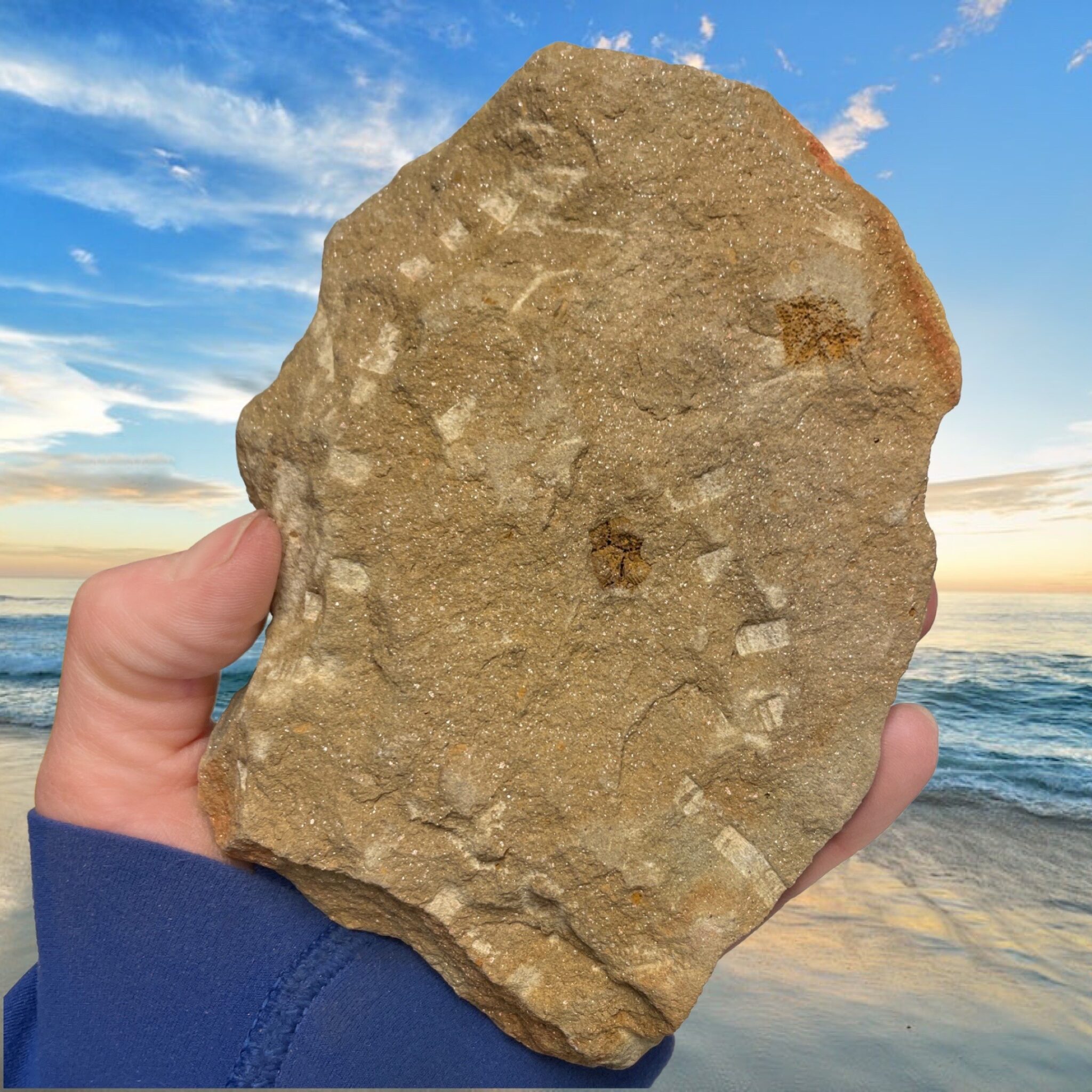 Geoclassics | Fossil Starfish Plate ~ Salteraster and Petraster ~ Australia