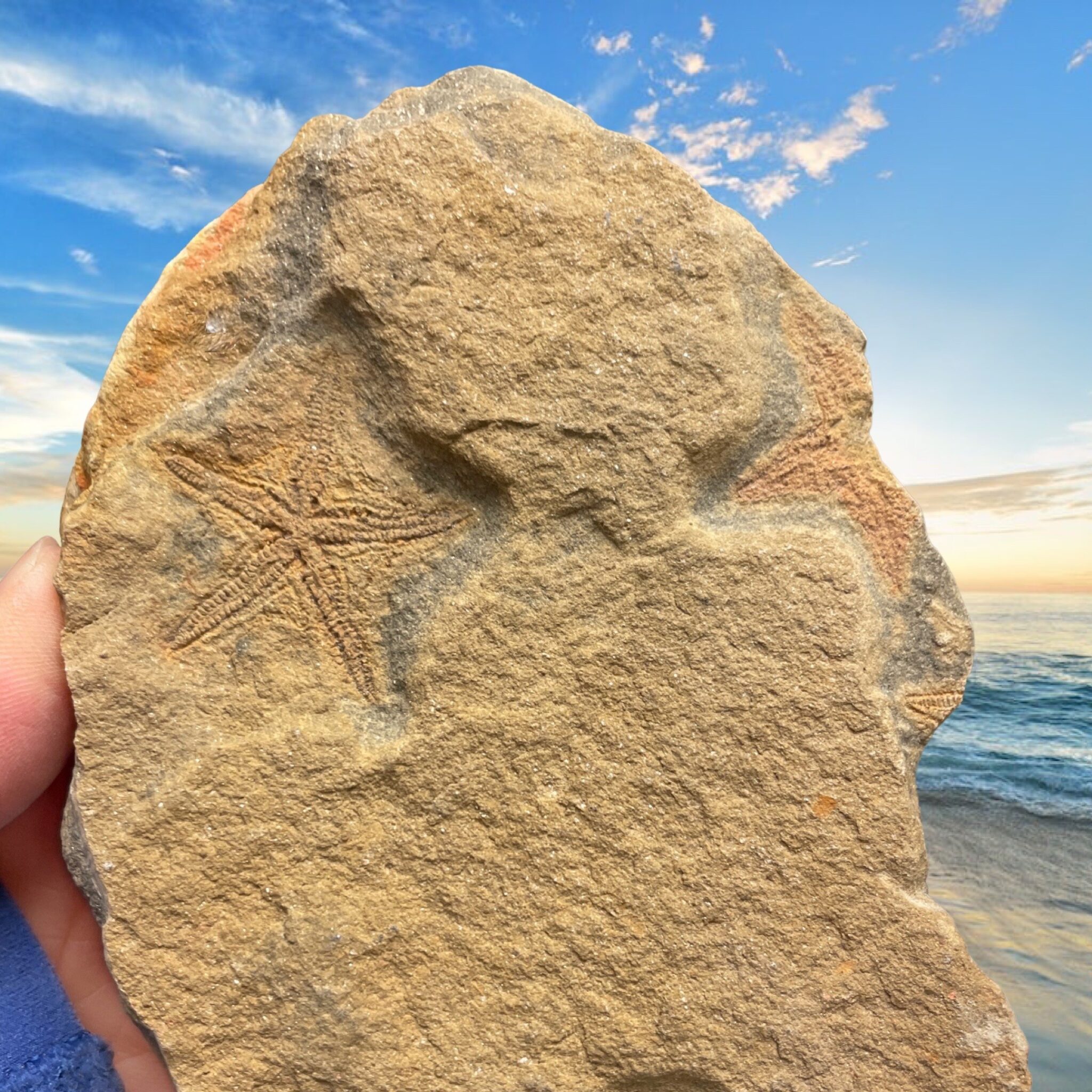 Geoclassics | Fossil Starfish Plate ~ Salteraster and Petraster ~ Australia