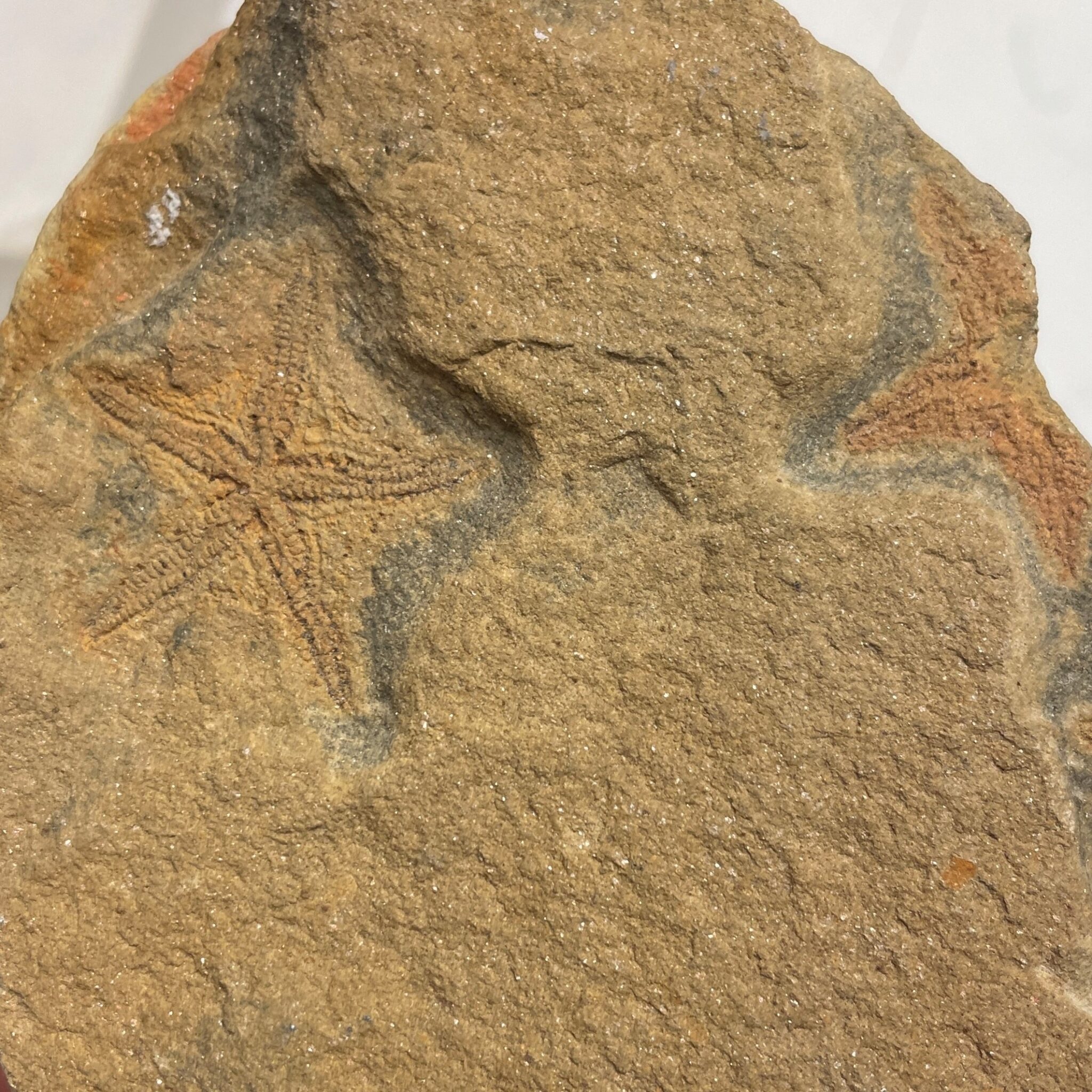 Geoclassics | Fossil Starfish Plate ~ Salteraster and Petraster ~ Australia