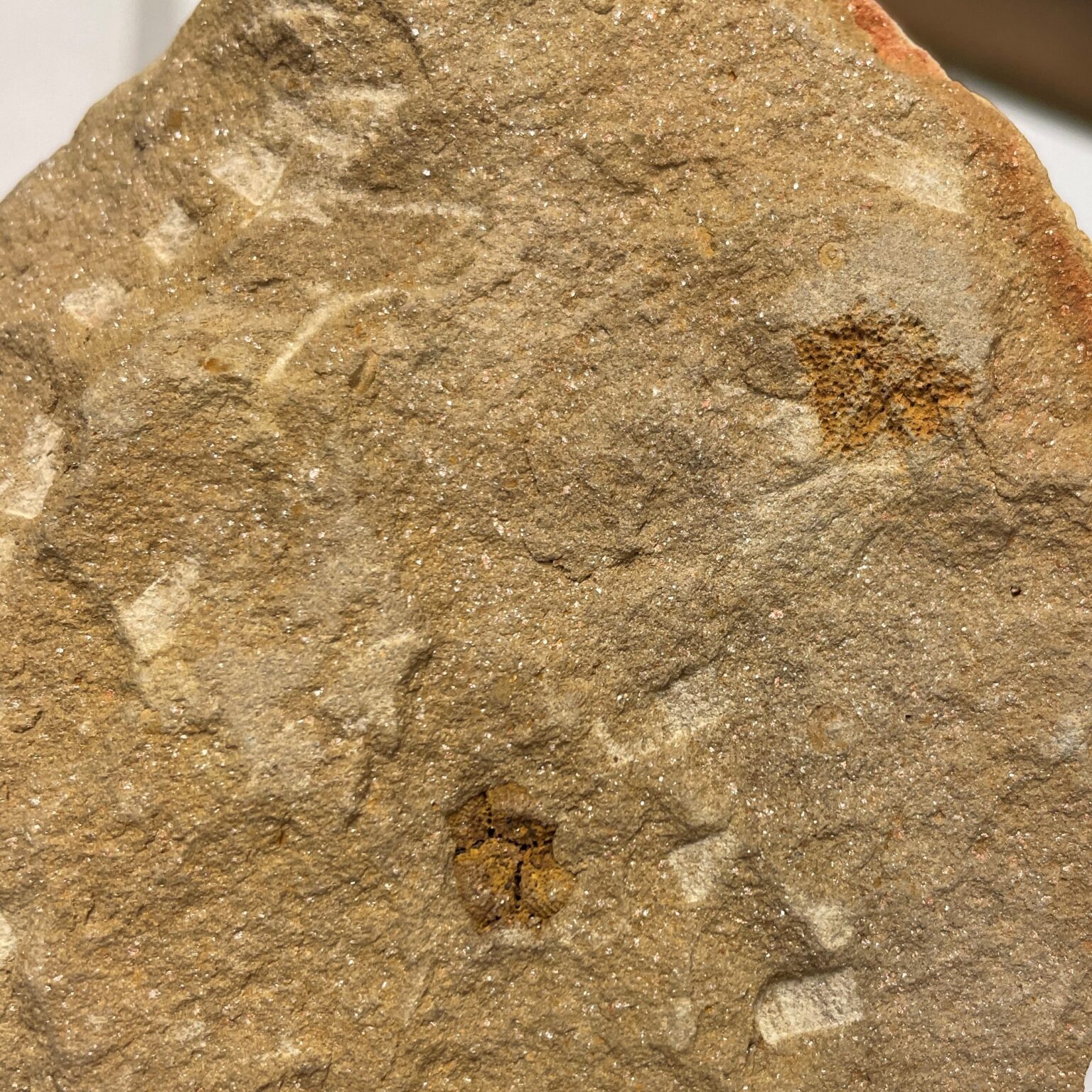 Geoclassics | Fossil Starfish Plate ~ Salteraster and Petraster ~ Australia