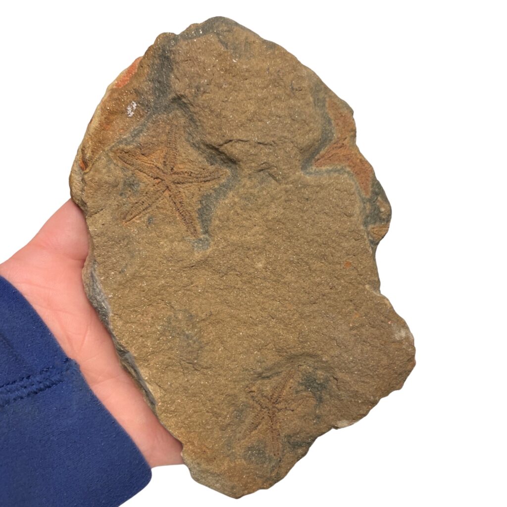 Geoclassics | Fossil Starfish Plate ~ Salteraster and Petraster ~ Australia