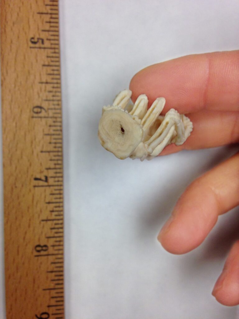 Geoclassics | Fossil Ivory Sitting Skeletons Pals