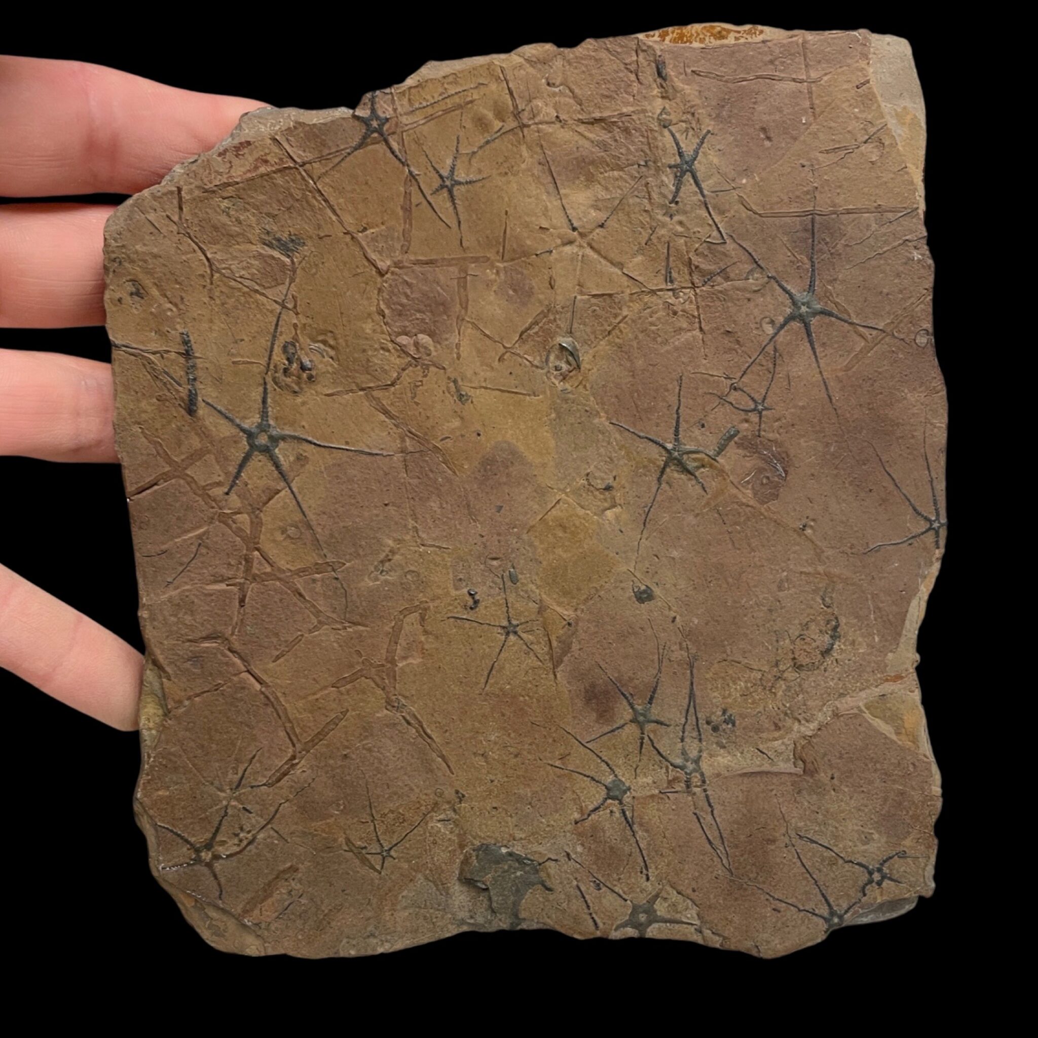 Geoclassics | Fossil Brittle Star Plate ~ Ophiopinna elegans ~ France