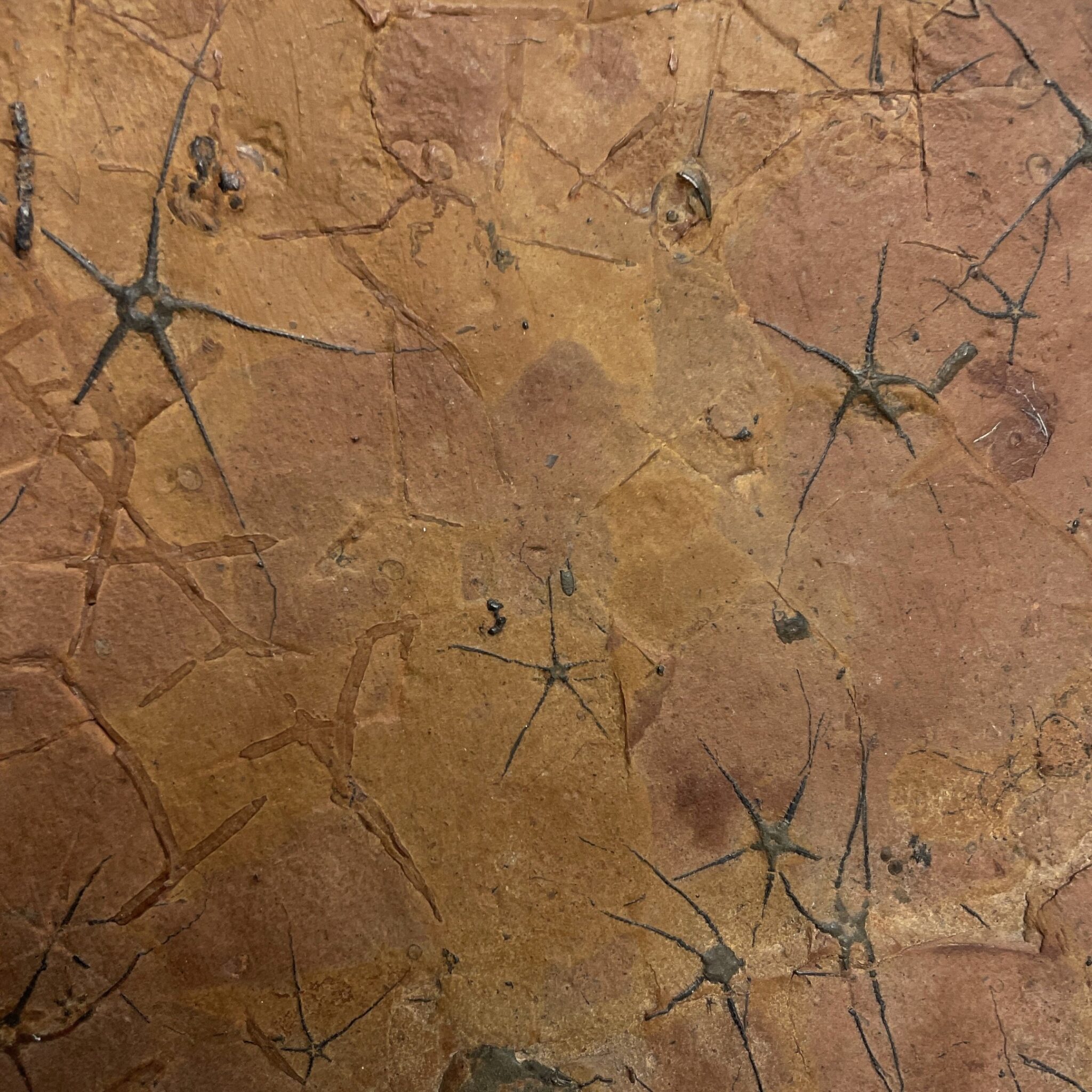 Geoclassics | Fossil Brittle Star Plate ~ Ophiopinna elegans ~ France
