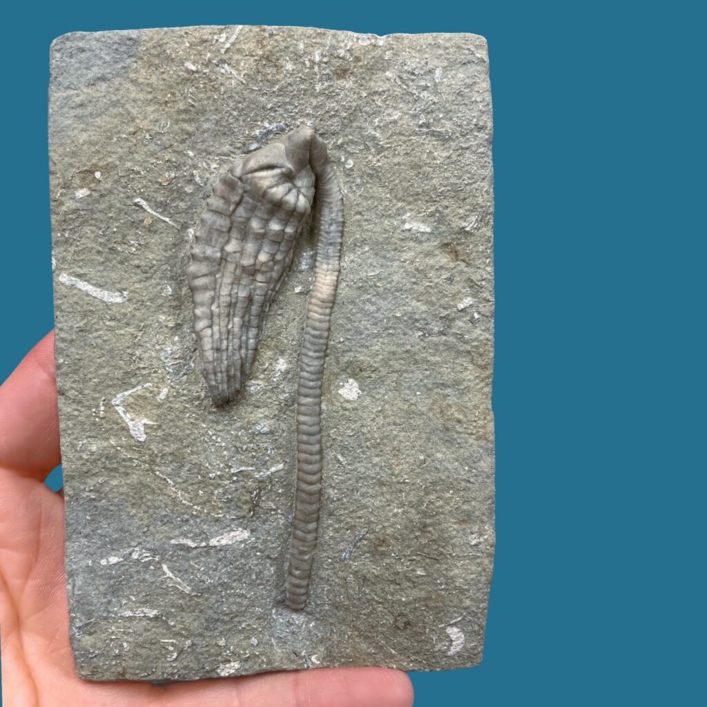 Geoclassics | Category: Indiana, USA