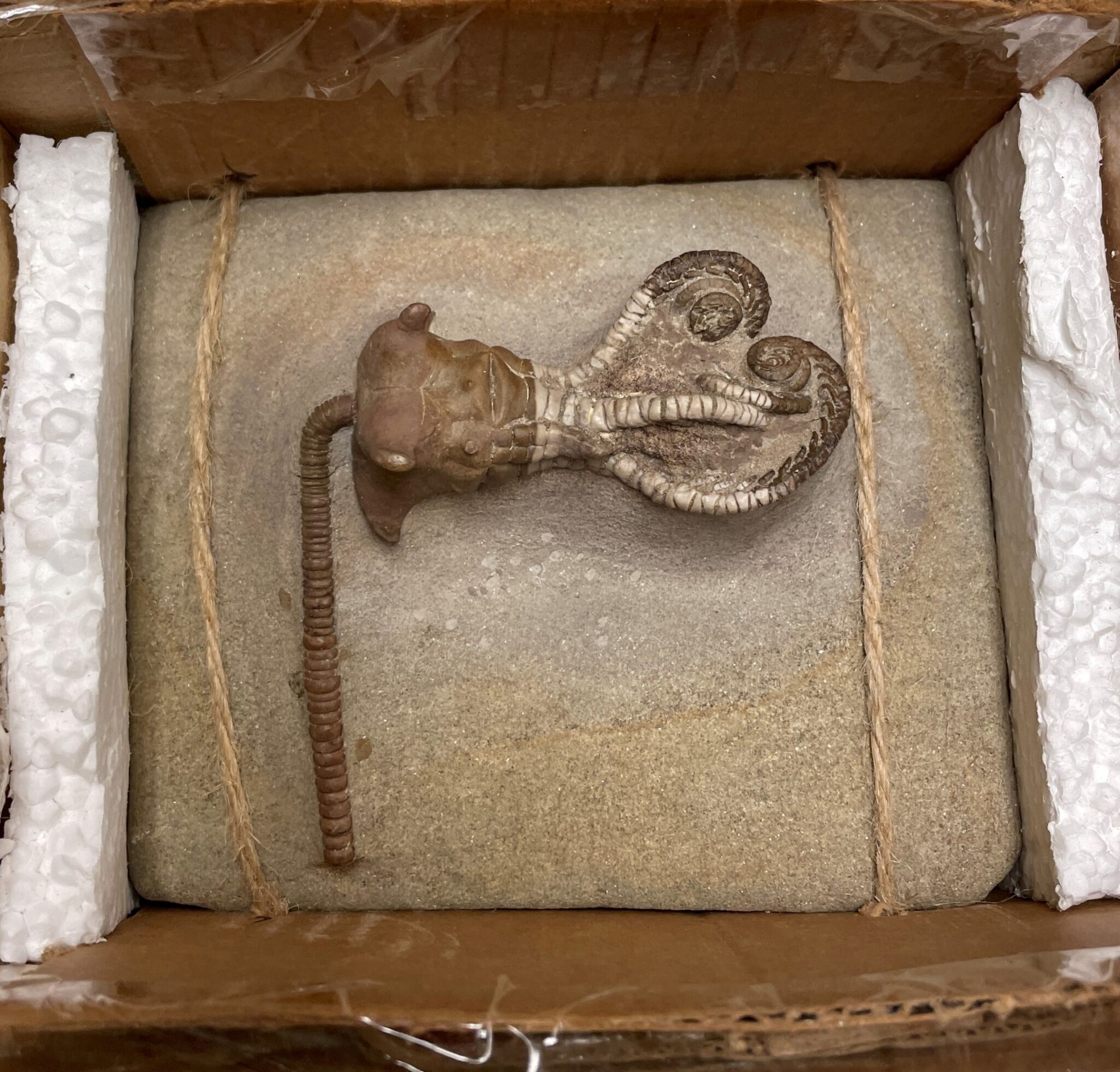 Geoclassics | Fossil Crinoid - Jimbacrinus bostocki ~ Australia