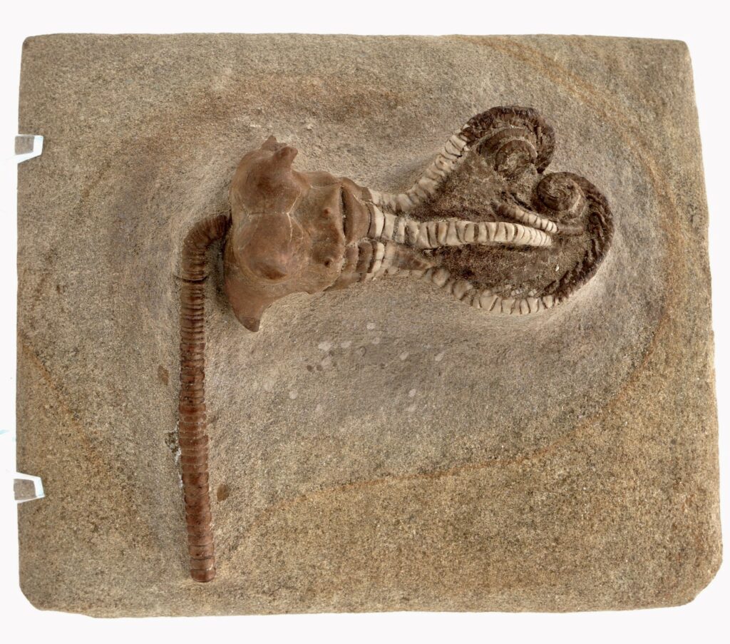 Geoclassics | Fossil Crinoid - Jimbacrinus bostocki ~ Australia