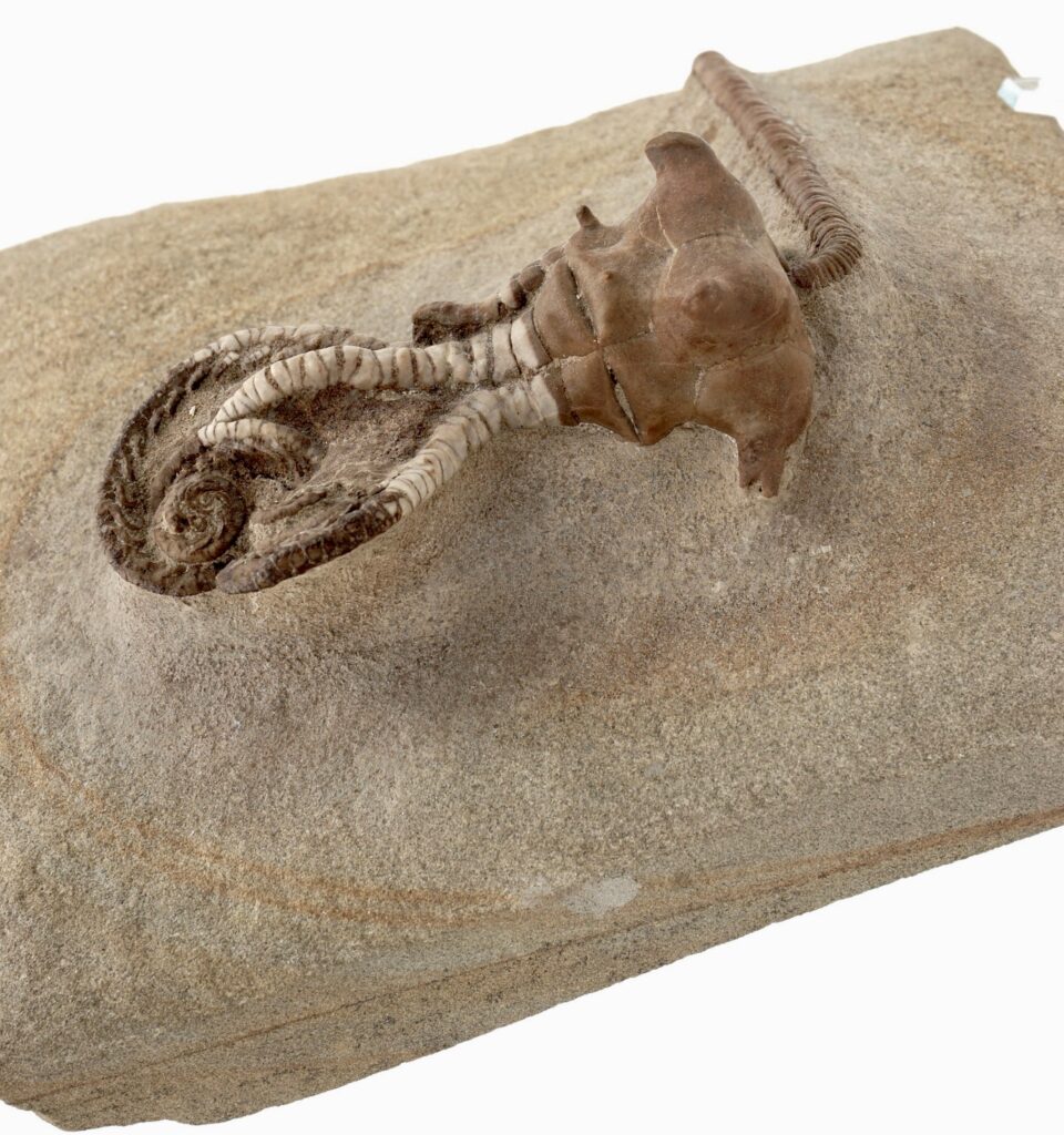 Geoclassics | Fossil Crinoid - Jimbacrinus bostocki ~ Australia