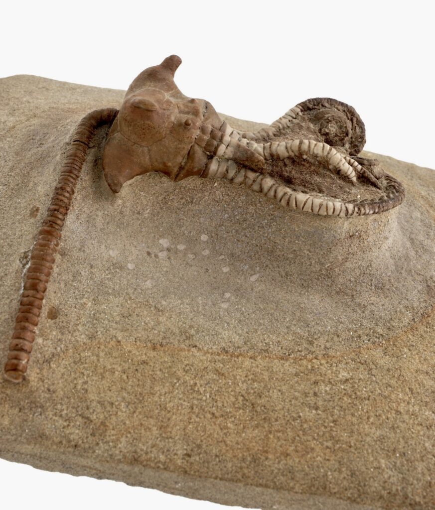 Geoclassics | Fossil Crinoid - Jimbacrinus bostocki ~ Australia