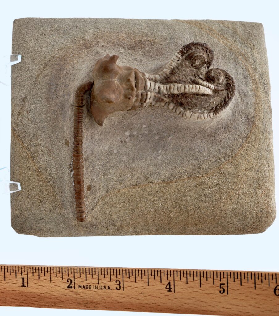 Geoclassics | Fossil Crinoid - Jimbacrinus bostocki ~ Australia