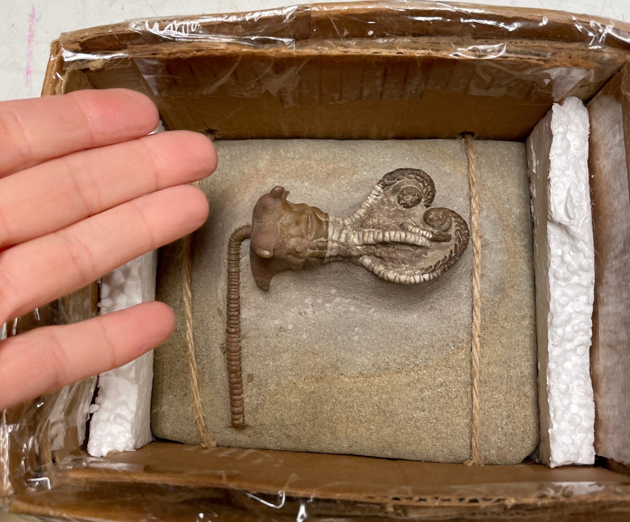 Geoclassics | Fossil Crinoid - Jimbacrinus bostocki ~ Australia