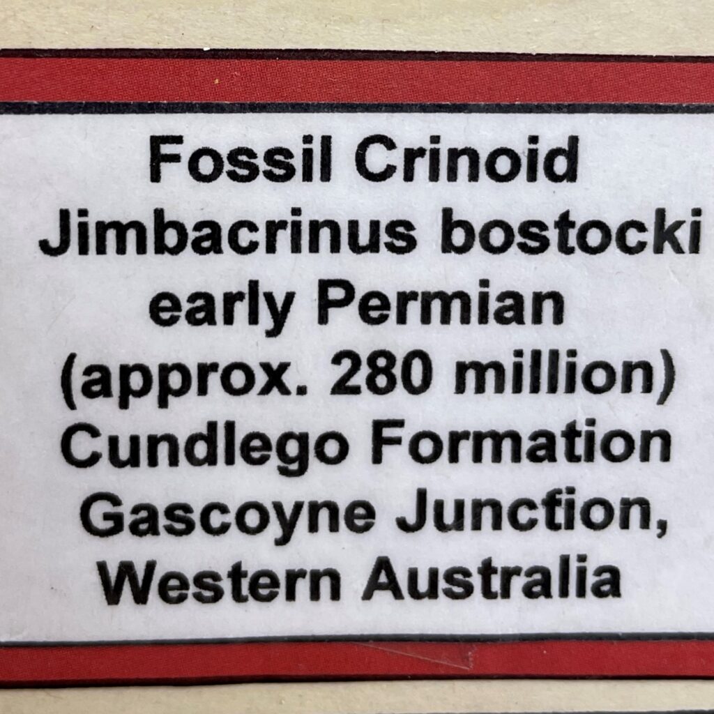 Geoclassics | Fossil Crinoid - Jimbacrinus bostocki ~ Australia