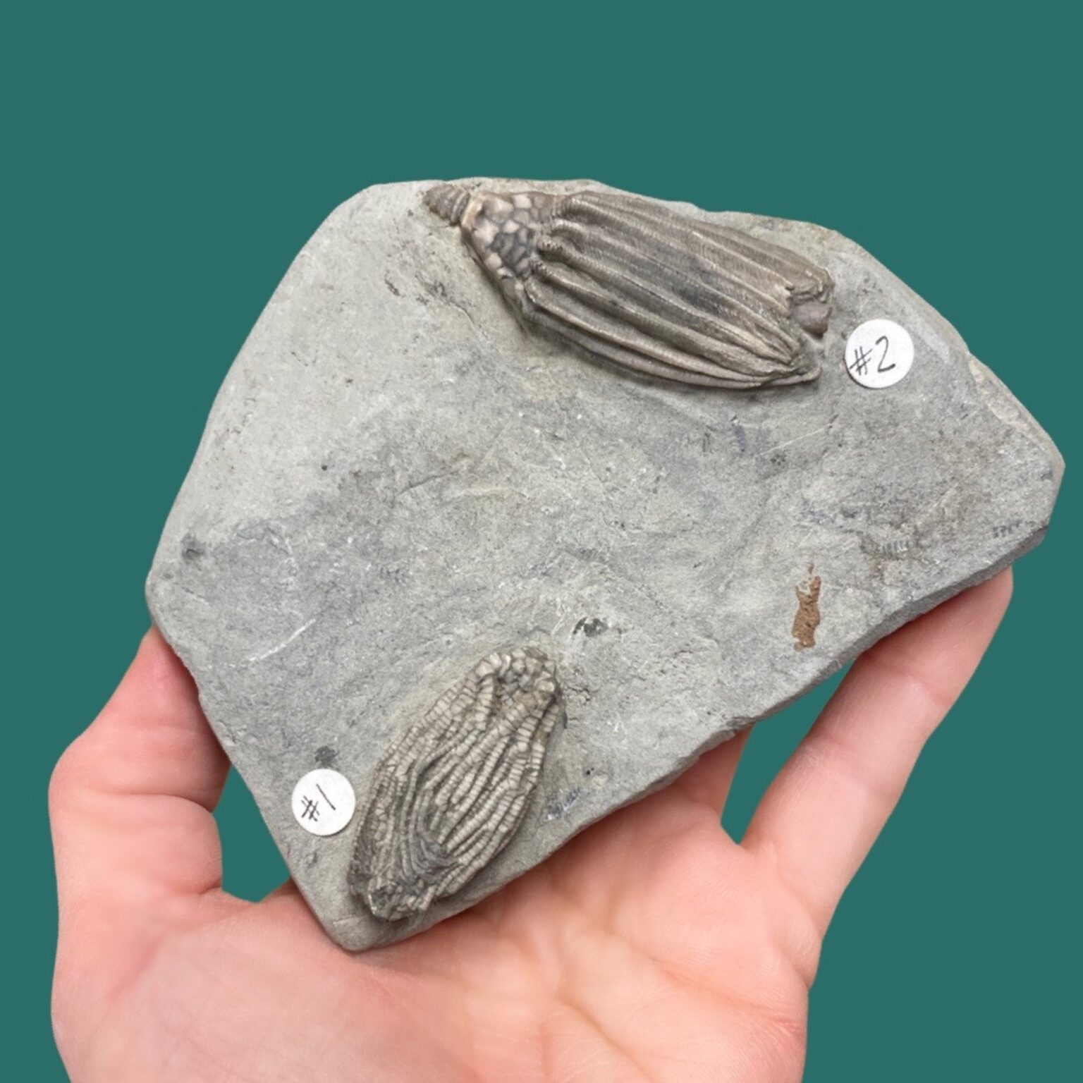Geoclassics | Fossil Crinoid ~ Macrocrinus mundulus ~ Indiana, USA