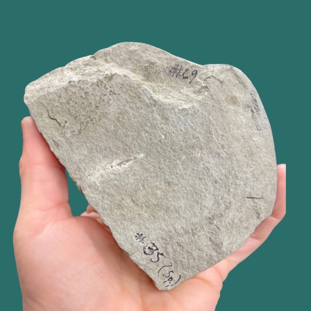 Geoclassics | Fossil Crinoid ~ Pachylocrinus sp. and Macrocrinus ...