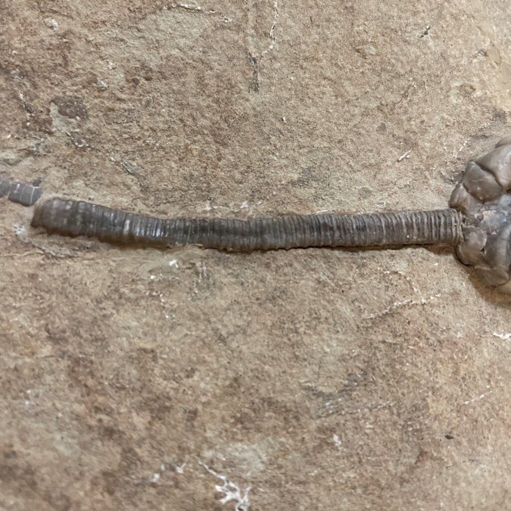 Geoclassics | Fossil Crinoid ~ Parascytalocrinus validus ~ Indiana, USA