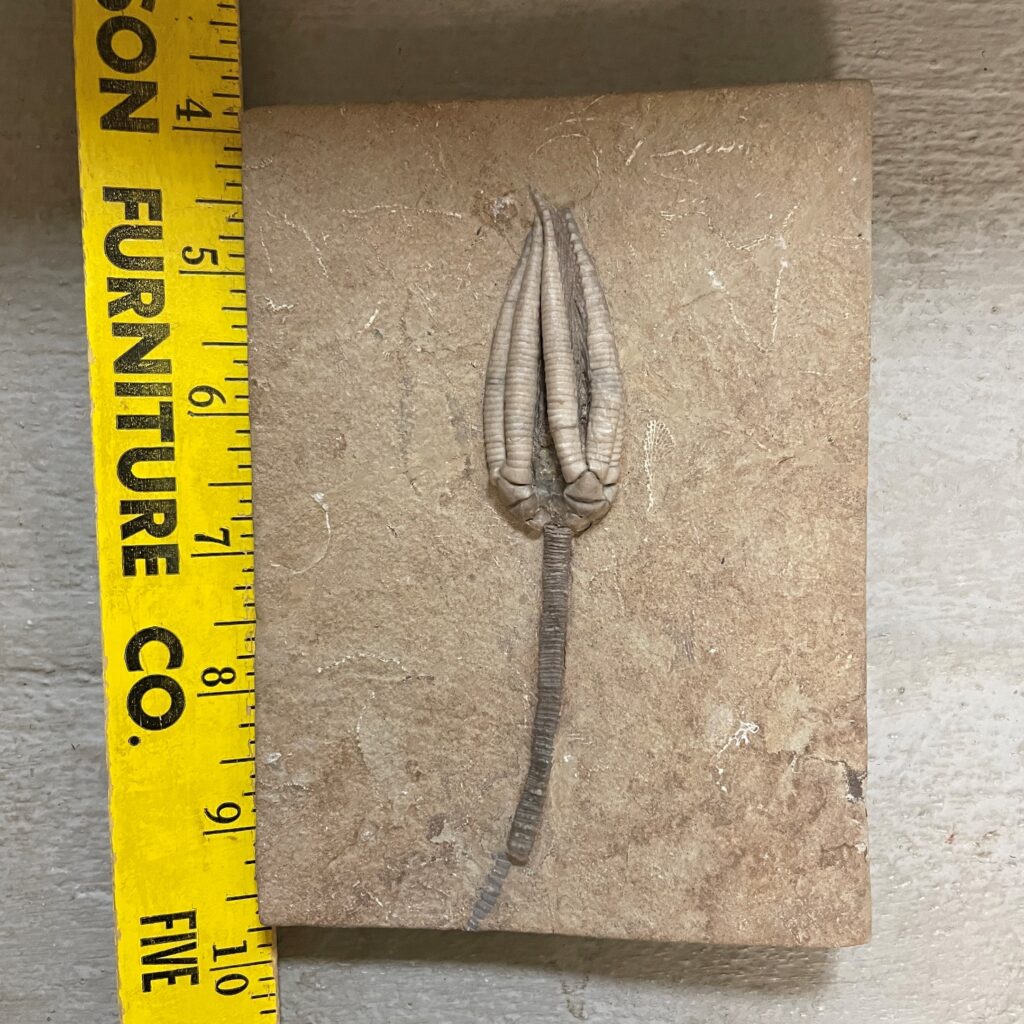 Geoclassics | Fossil Crinoid ~ Parascytalocrinus validus ~ Indiana, USA