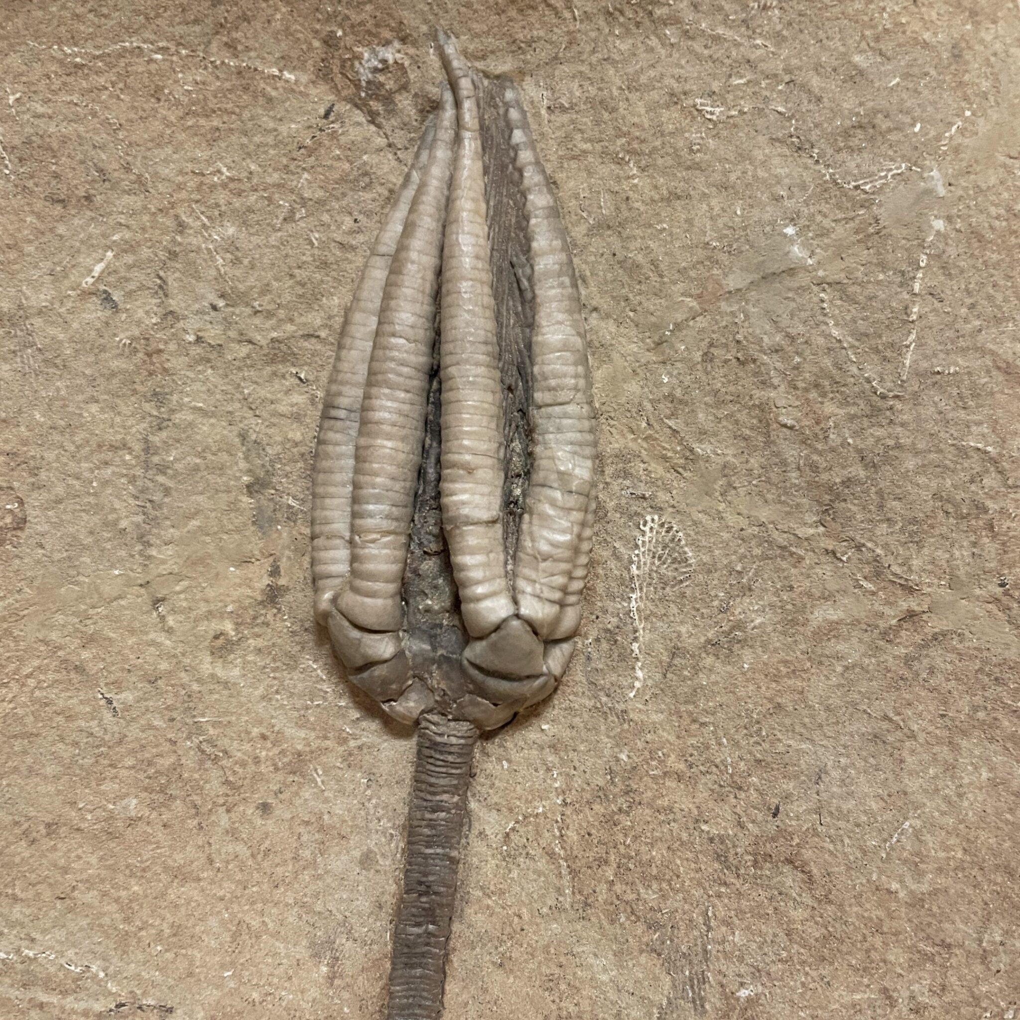 Geoclassics | Fossil Crinoid ~ Parascytalocrinus validus ~ Indiana, USA