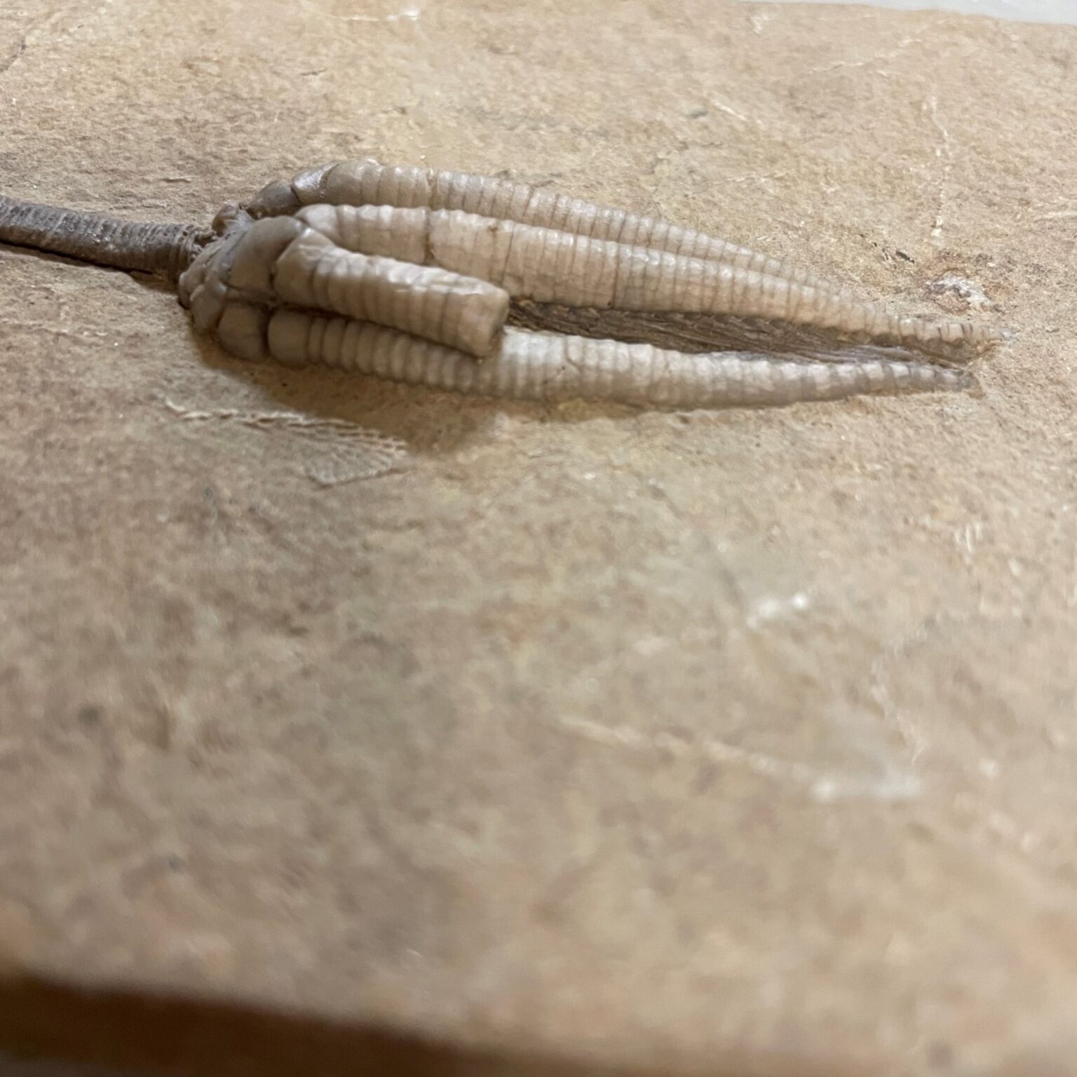 Geoclassics | Fossil Crinoid ~ Parascytalocrinus validus ~ Indiana, USA
