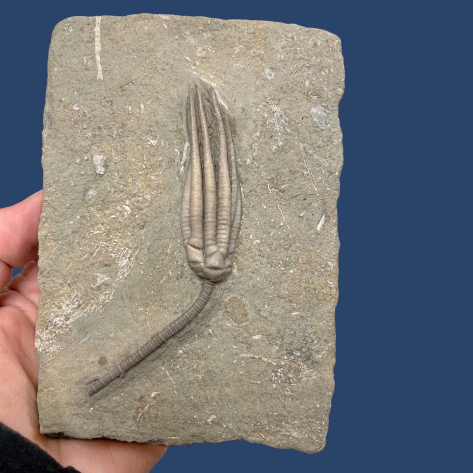 Geoclassics | Category: Indiana, USA