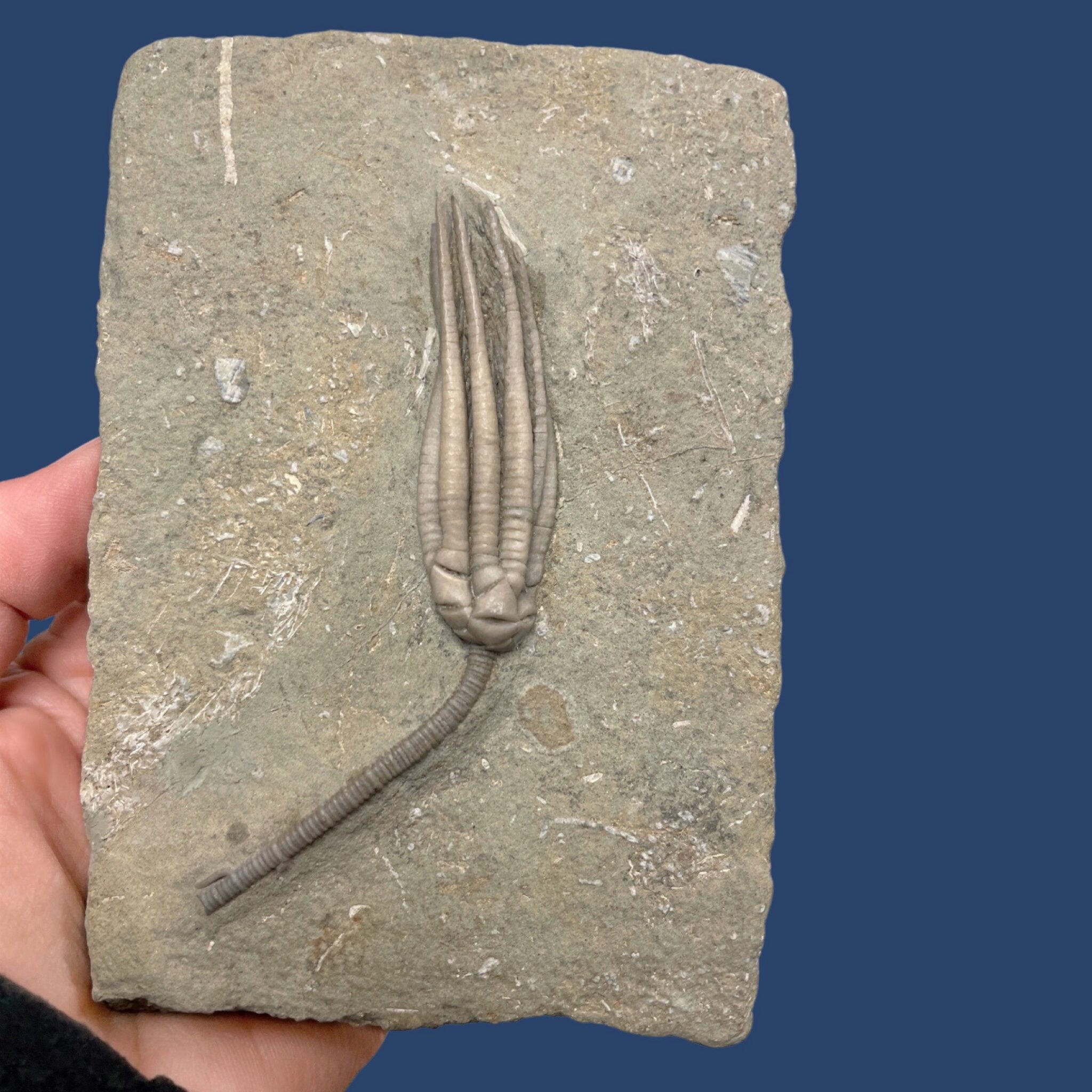 Geoclassics | Category: Indiana, USA