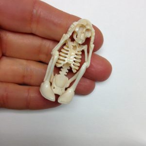 Geoclassics | Fossil Ivory Worried Skeleton