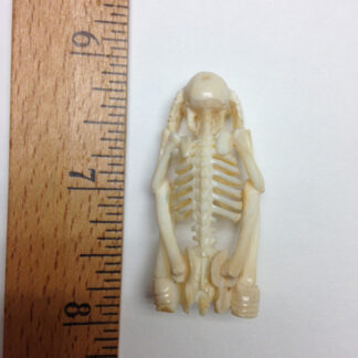 Geoclassics | Fossil Ivory Worried Skeleton