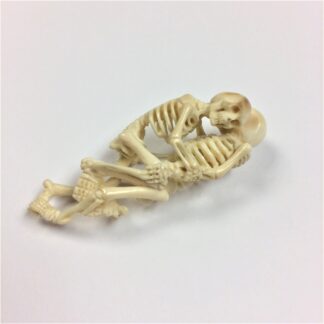 Geoclassics | Fossil Ivory Skeletons