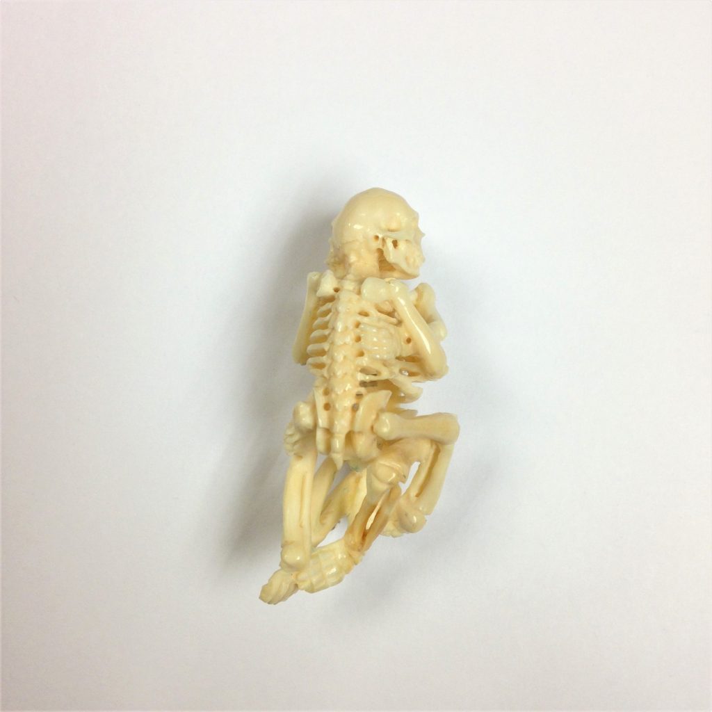 Geoclassics | Fossil Ivory R-rated Skeletons