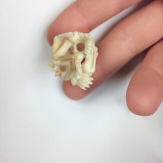 Geoclassics | Fossil Ivory R-rated Skeletons