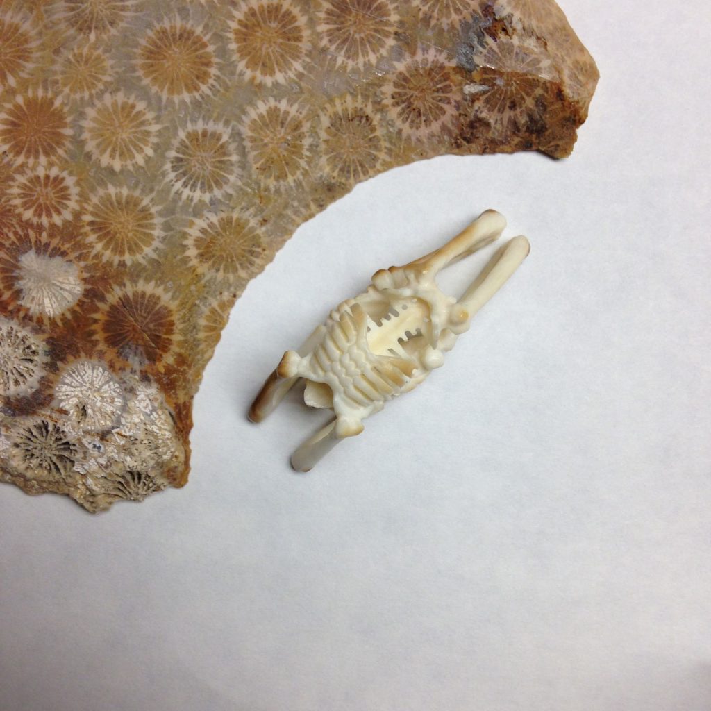 Geoclassics | Fossil Ivory Pigeon Pose Yoga Skeleton