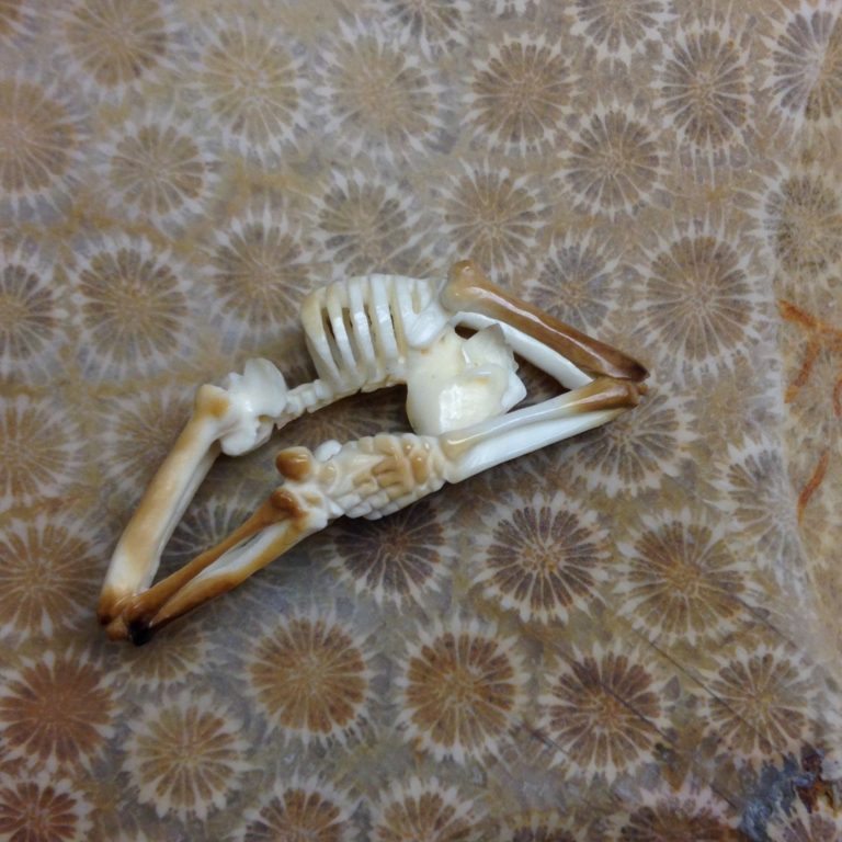 Geoclassics | Fossil Ivory Pigeon Pose Yoga Skeleton