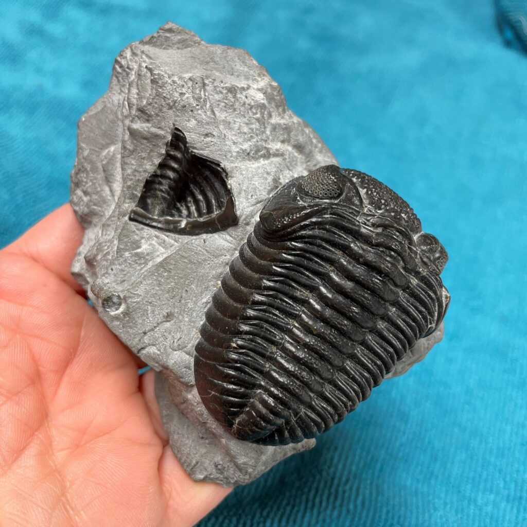 Geoclassics | Category: Trilobites