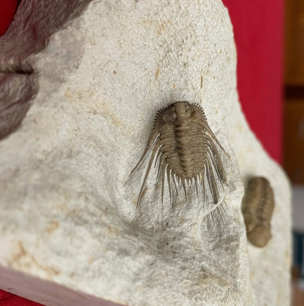 Geoclassics | Fossil Trilobites - Kettneraspis williamsi and Kainops ...