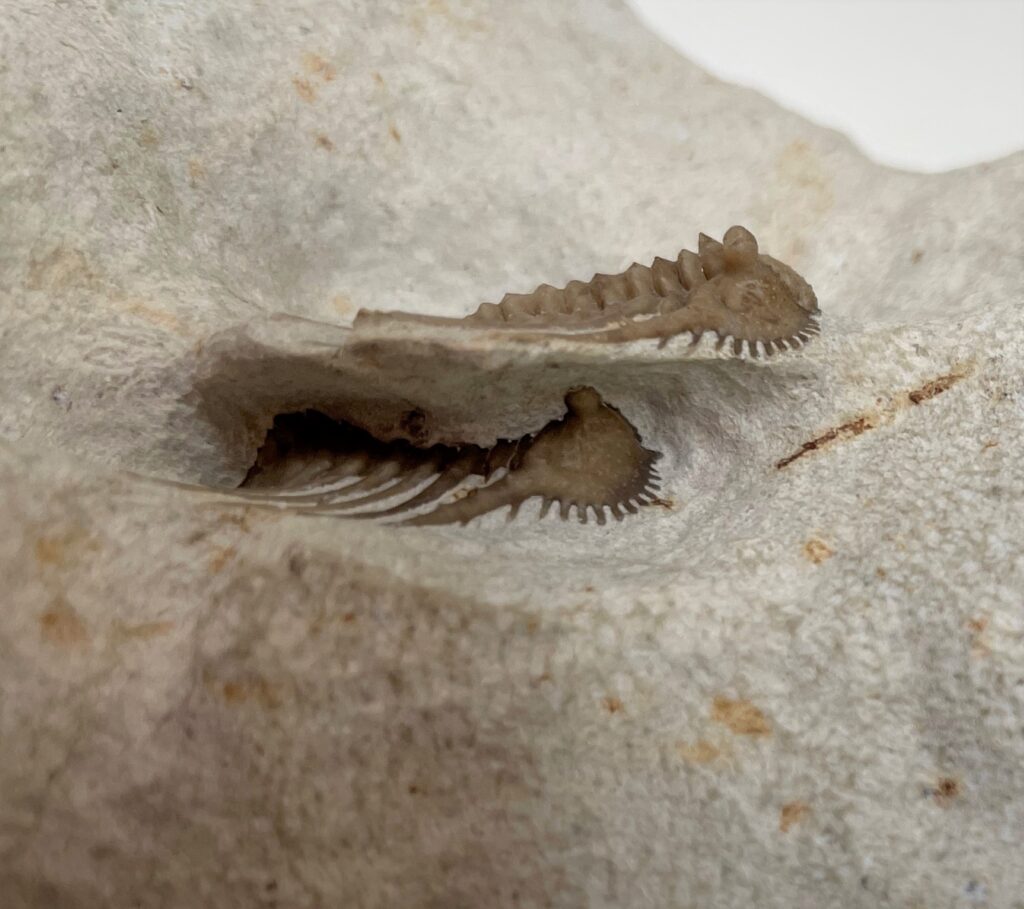 Geoclassics | Fossil Trilobites - Kettneraspis williamsi and Kainops ...
