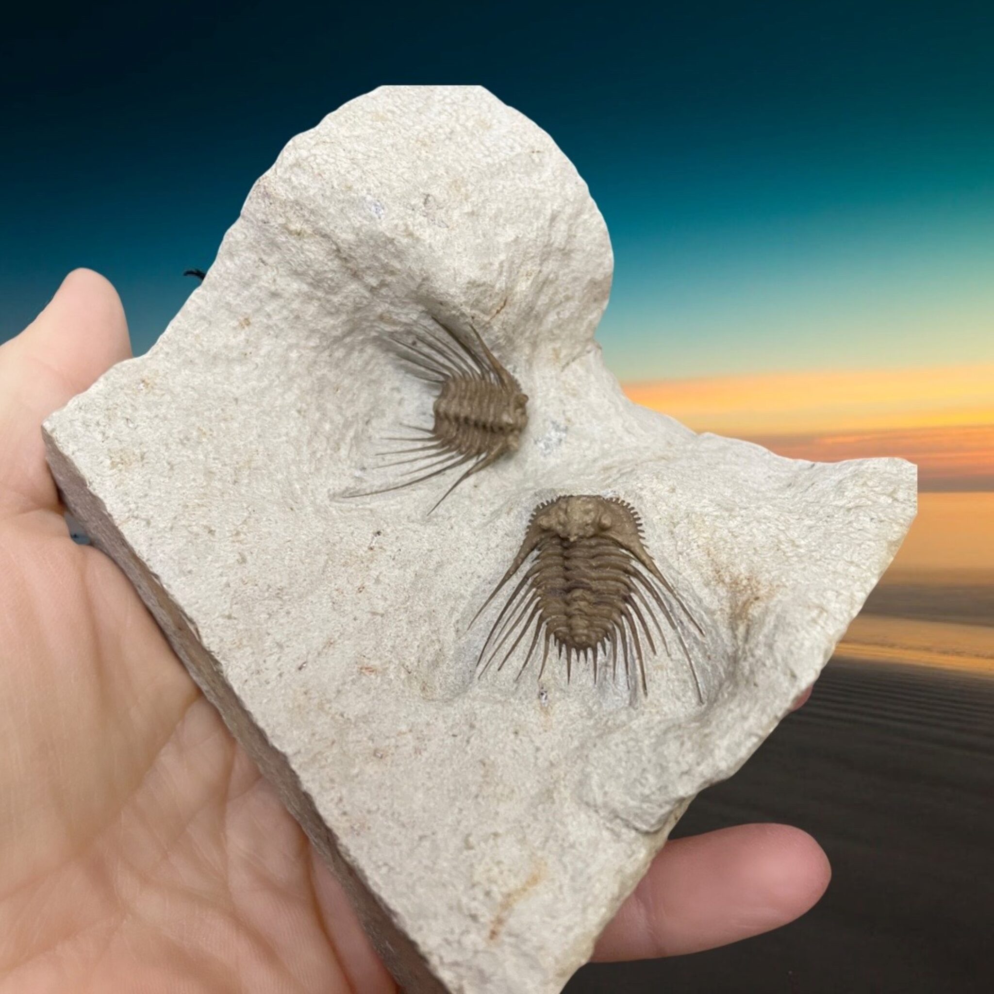 Geoclassics | Fossil Trilobites ~ Kettneraspis williamsi ~ Oklahoma, USA