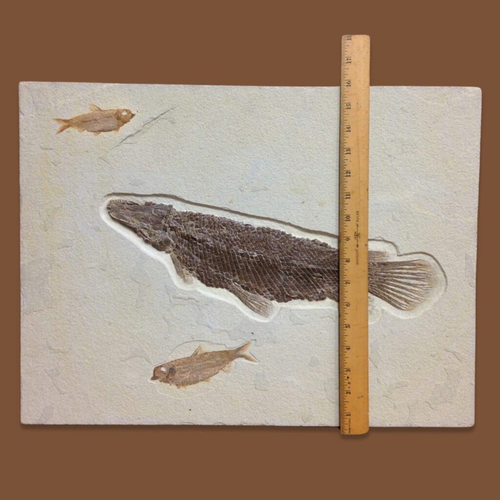 Geoclassics | Category: FOSSILS