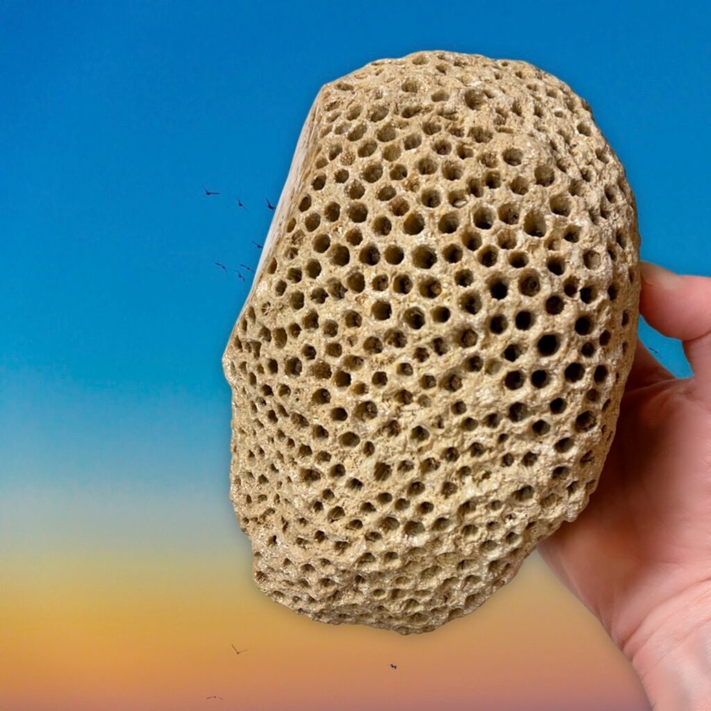 Geoclassics | Fossilized Coral ~ Indonesia