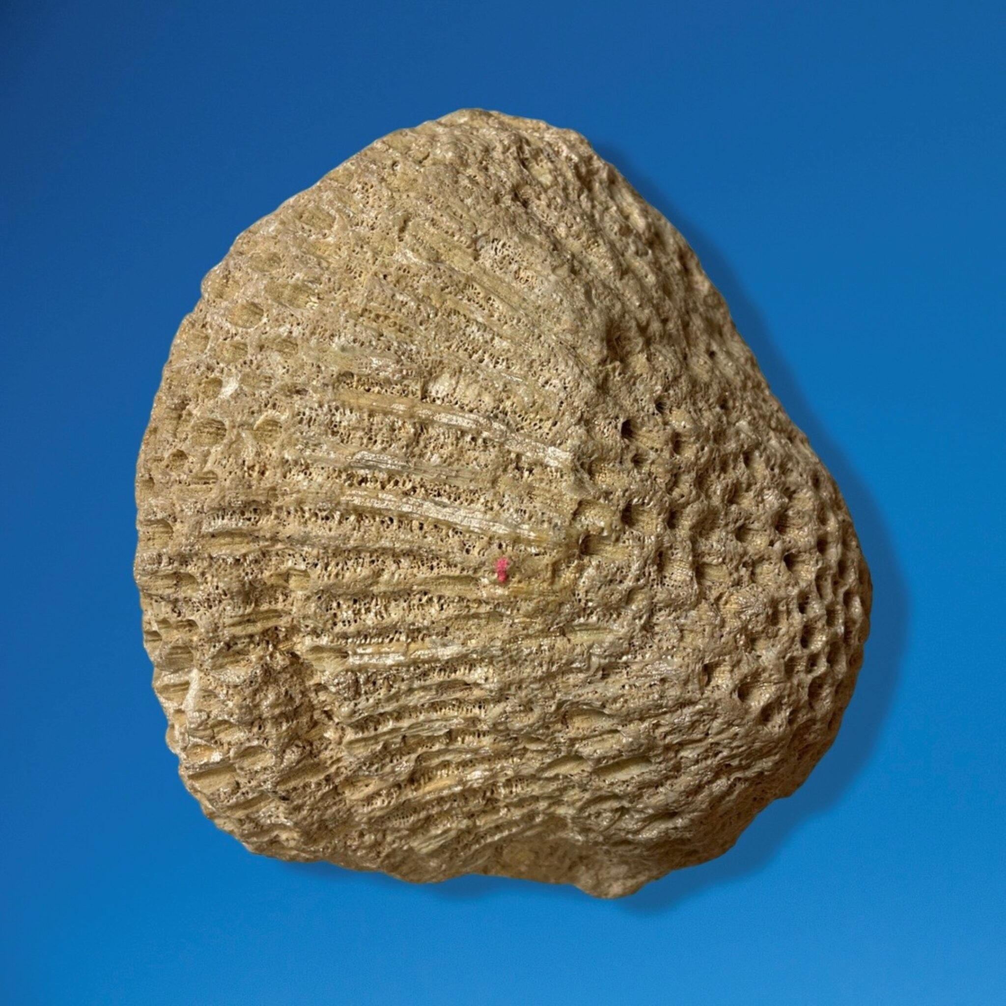 Geoclassics | Fossilized Coral ~ Indonesia