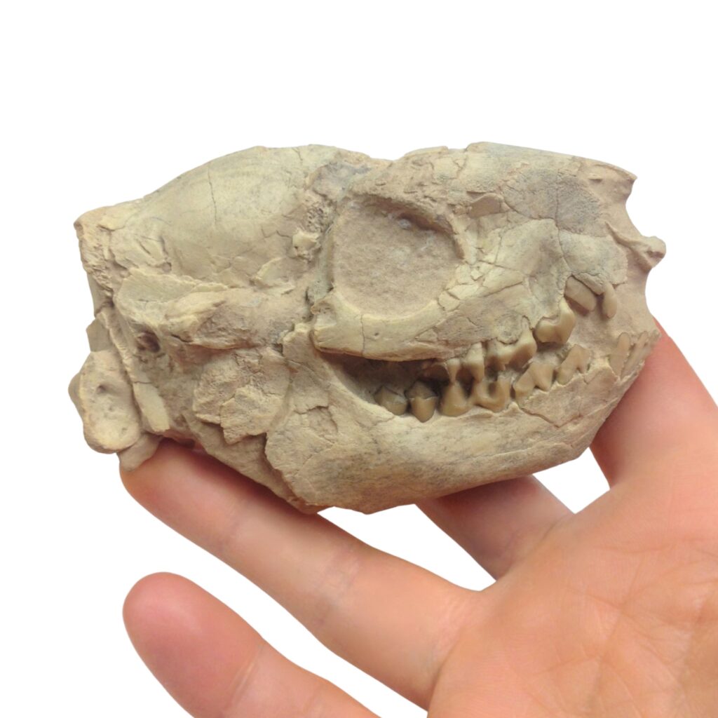 Geoclassics | Fossil Oreodont Skull ~ Merycoidodon gracilis