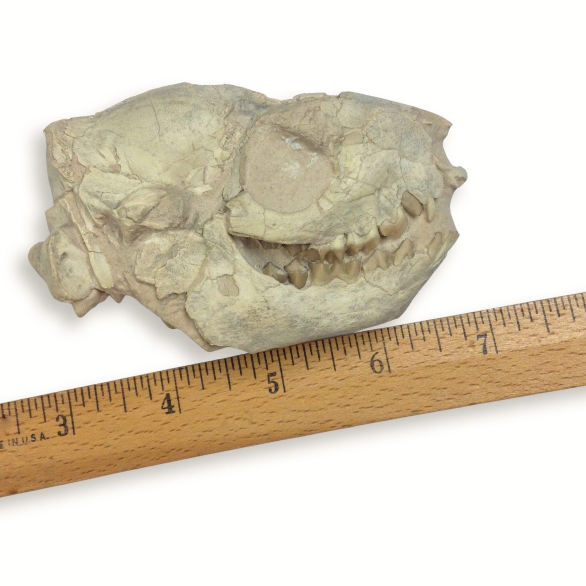 Geoclassics | Fossil Oreodont Skull ~ Merycoidodon gracilis