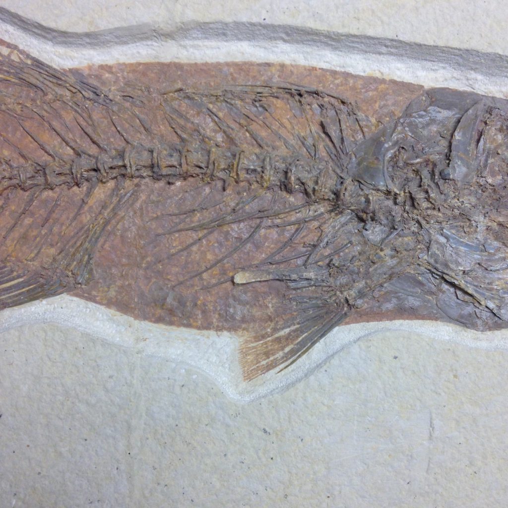 Geoclassics | Fossil Fish - Mioplosus